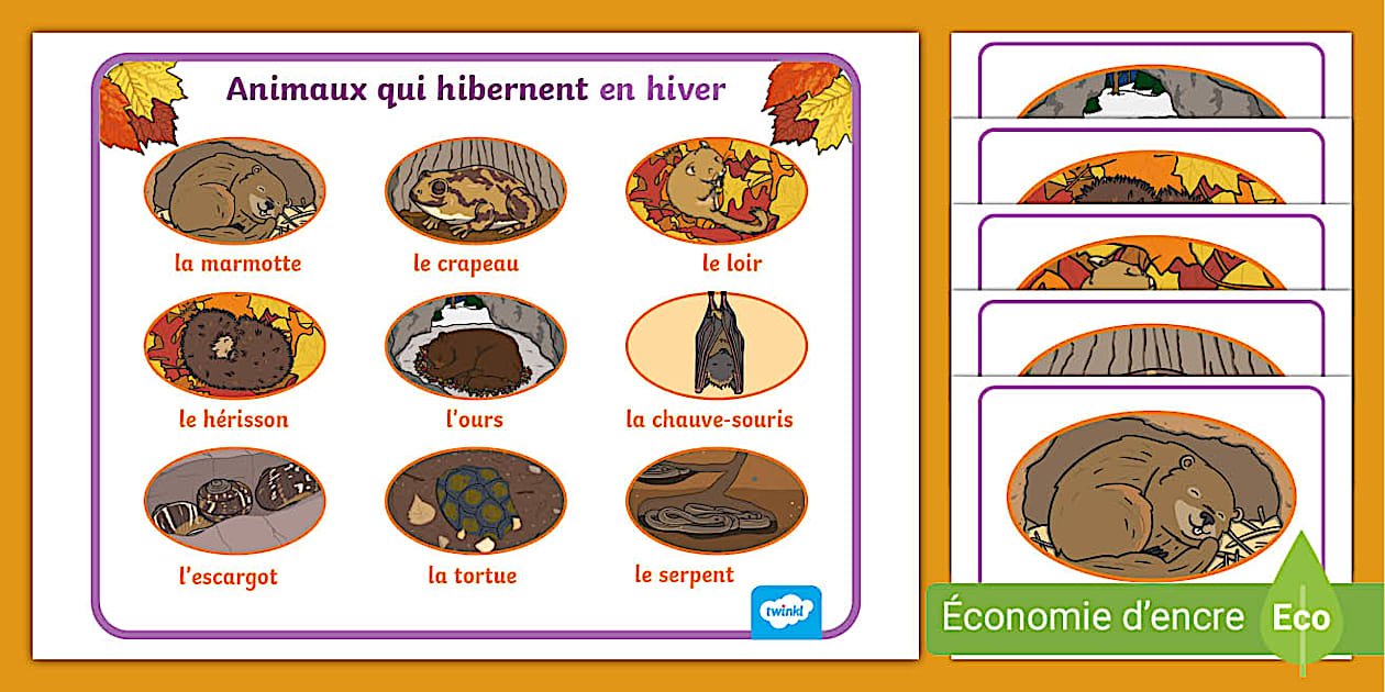 Affiches sur les animaux qui hibernent - Twinkl