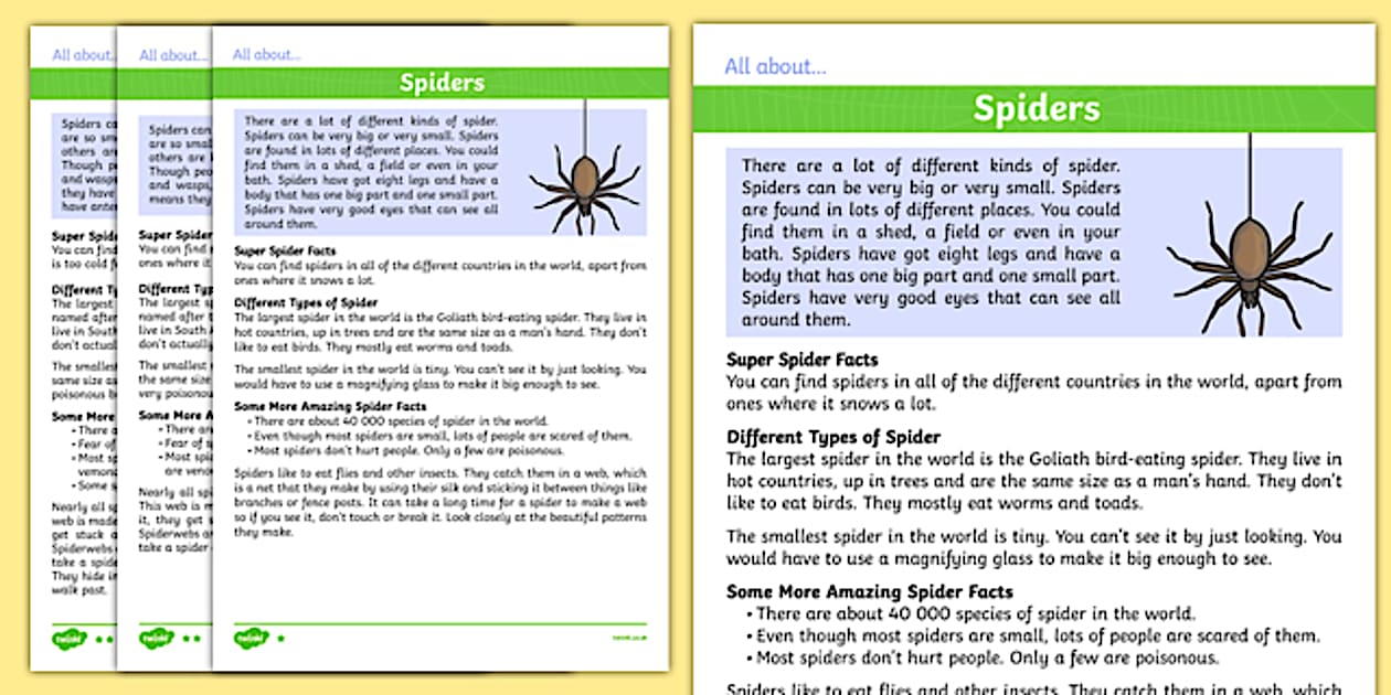 Spiders Differentiated Fact File - Kindergarten Resource