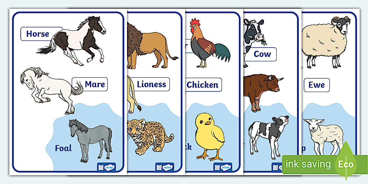 Animal Family Cards (teacher made) - Twinkl