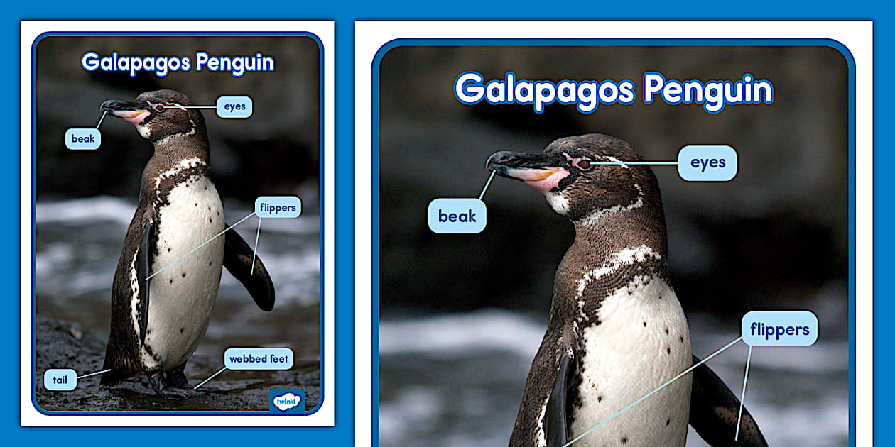 Parts of a Penguin Poster | Classroom Management | Twinkl US