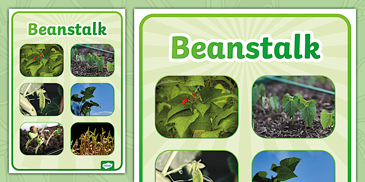 Beanstalk Photo Display Poster (teacher made) - Twinkl