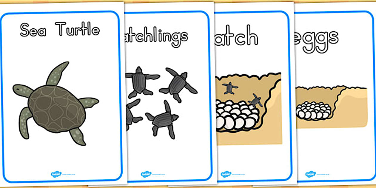 Sea Turtle Life Cycle Growth Posters (teacher made) - Twinkl