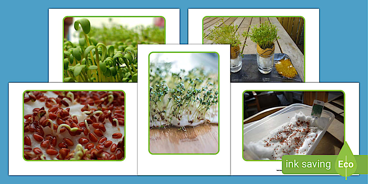 Cress Photo Pack (creat de profesori) - Twinkl