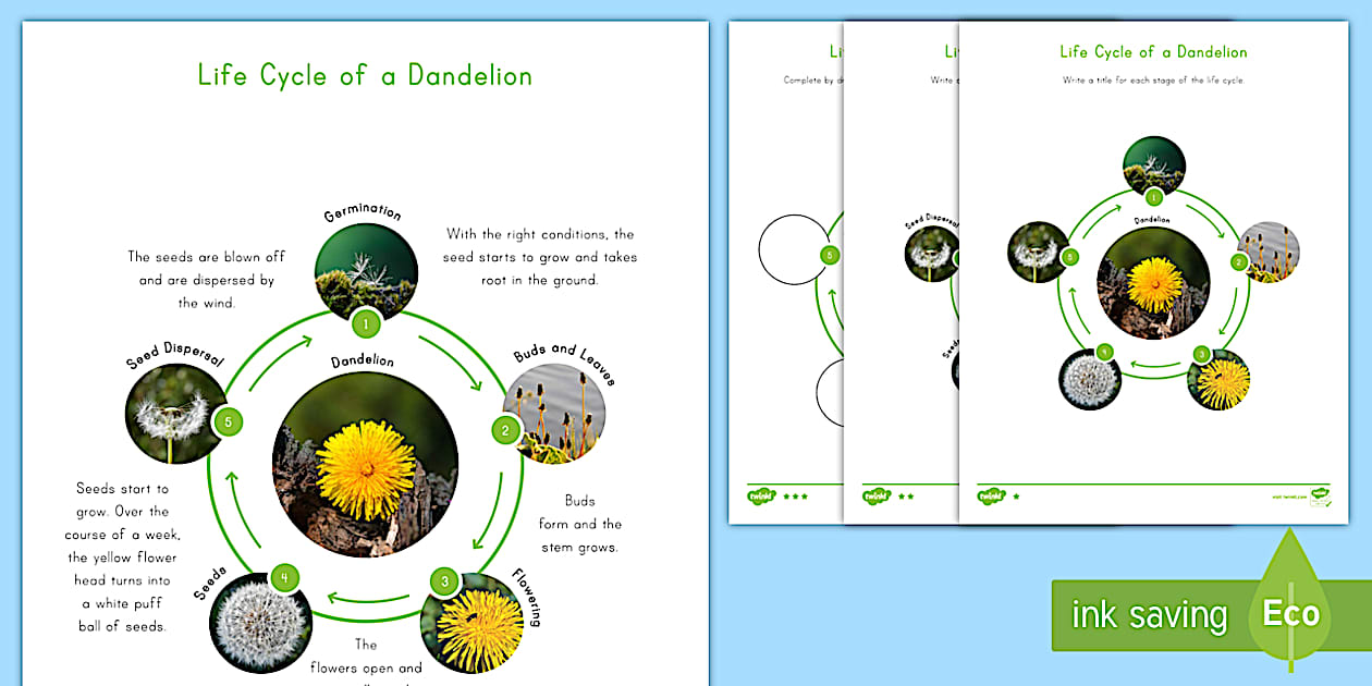 Dandelion Life Cycle Differentiated Science Worksheet for K-2nd Grade