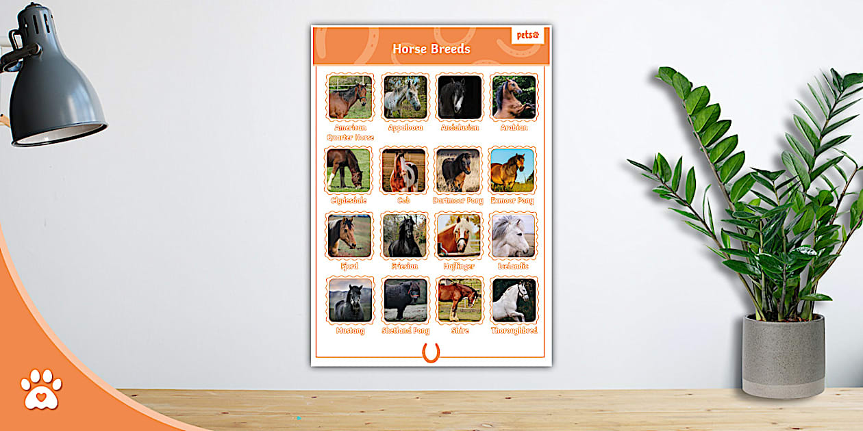 Horse Breeds Poster - Horse Display Poster - Twinkl Pets