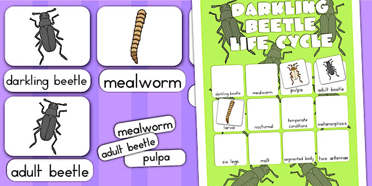 Darkling Beetle Life Cycle Vocabulary Poster (teacher made)