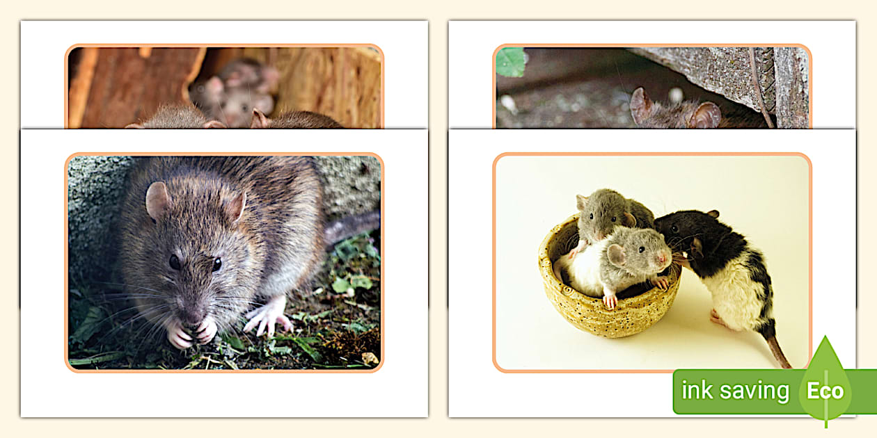 Rats Photo Pack