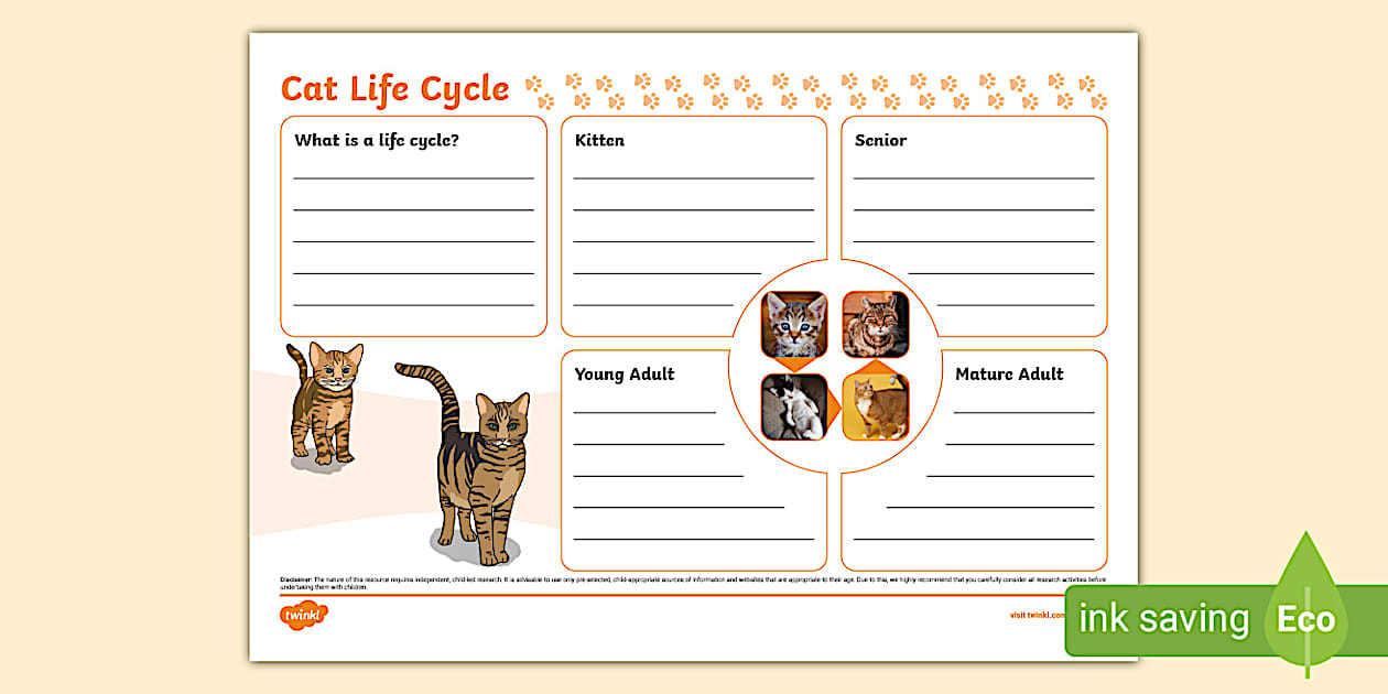 Cat Life Cycle Template (Teacher-Made) - Twinkl