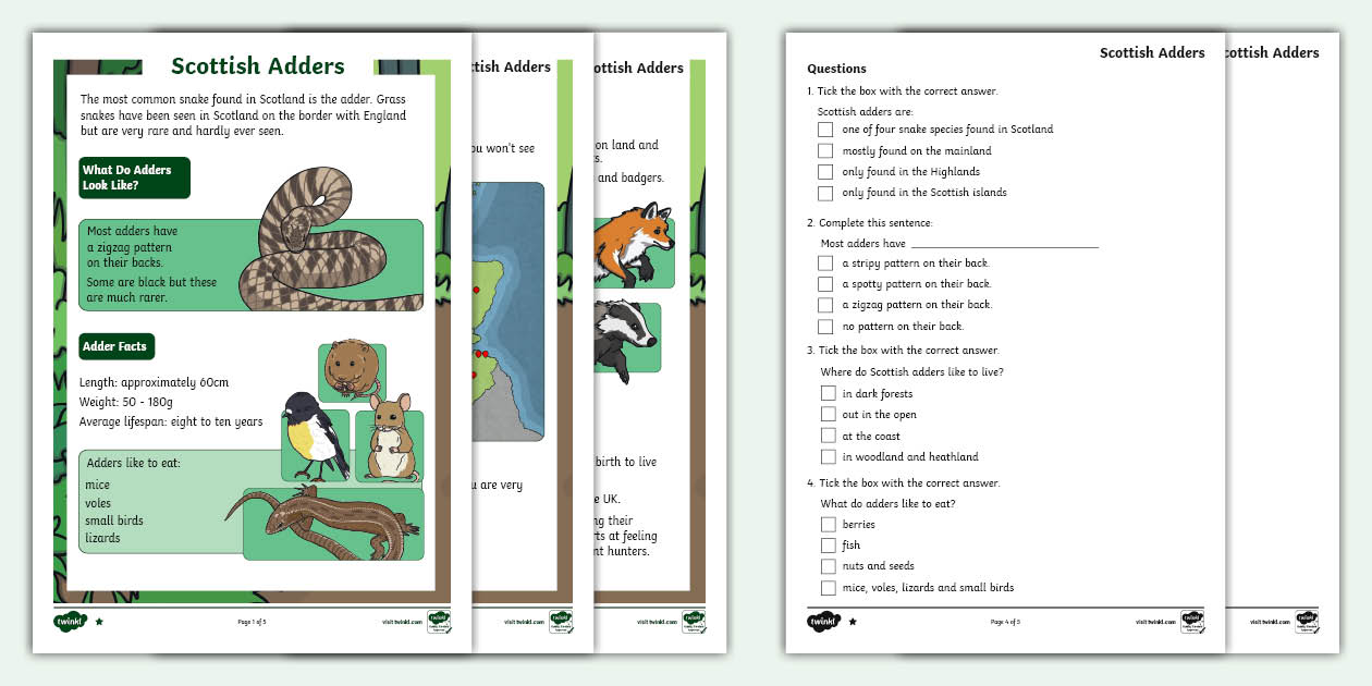 Scottish Adders (Snake) Differentiated Reading Comprehension