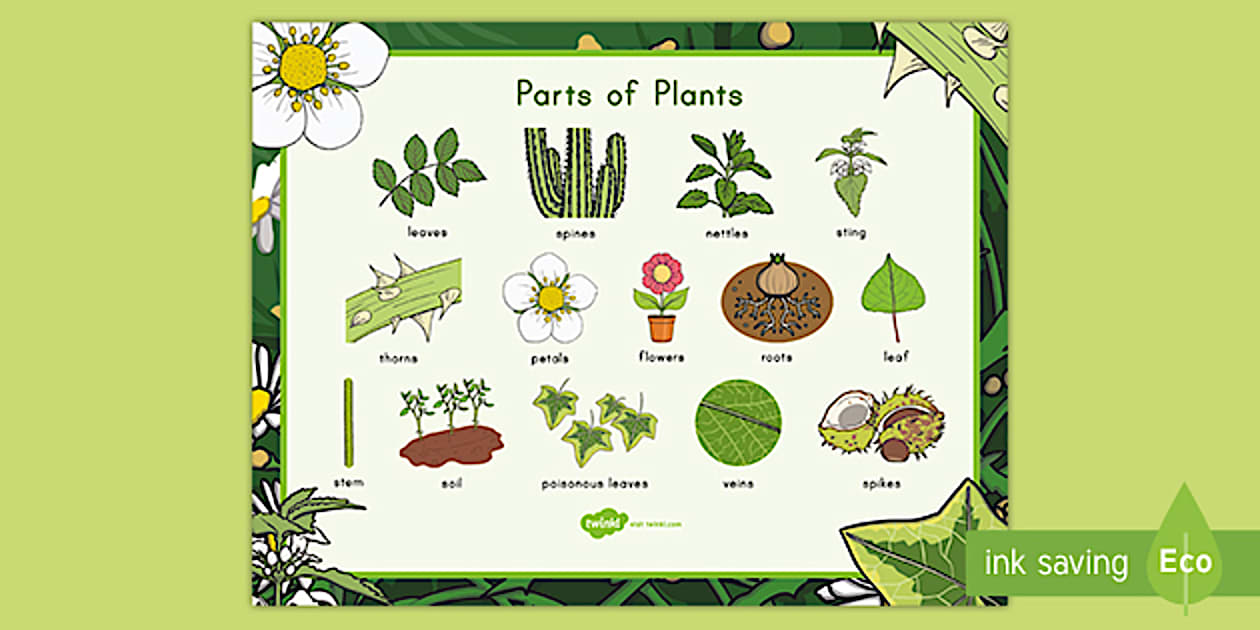 Parts of Plants Word Mat (teacher made) - Twinkl