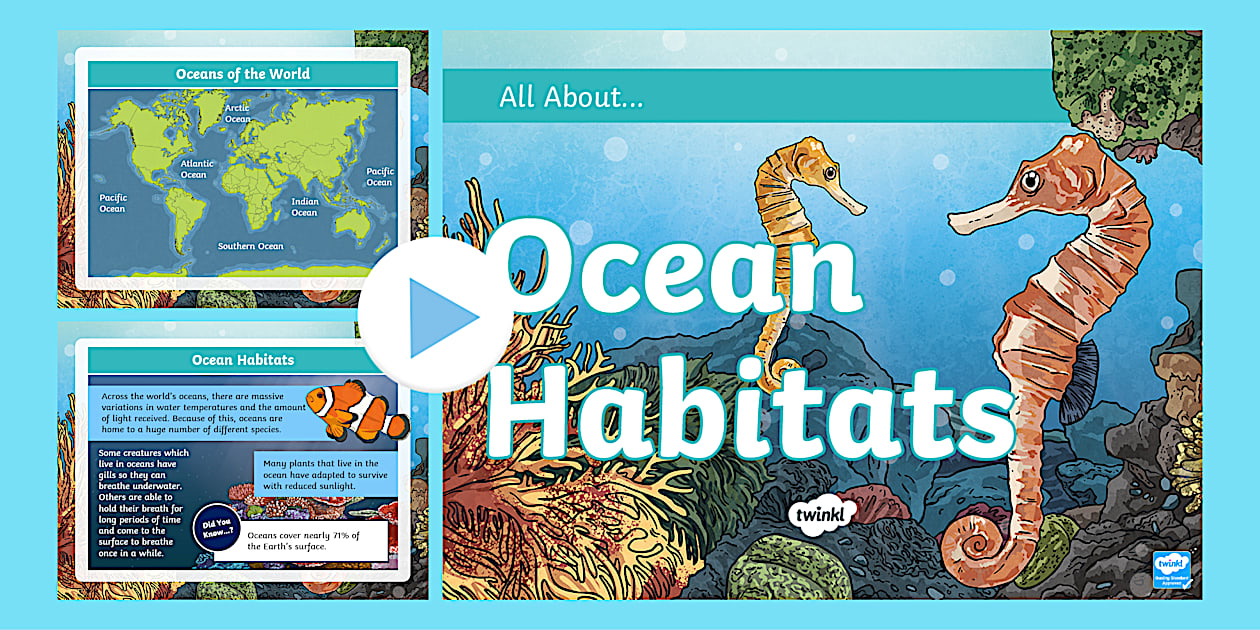 KS2 All About Ocean Habitats PowerPoint - Ocean Habitat