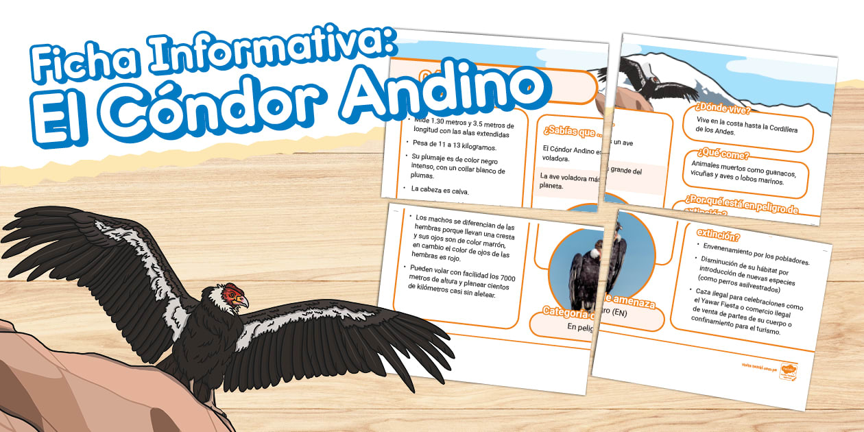 Ficha Informativa | Cóndor Andino | Preescolar - Twinkl