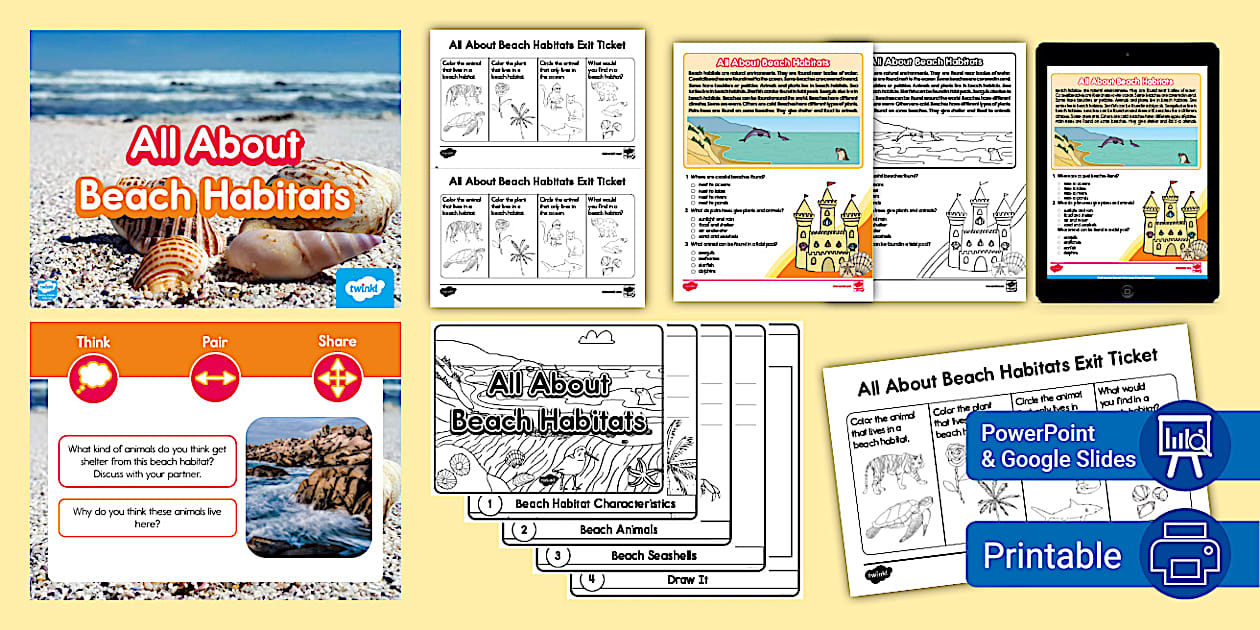 Kindergarten Beach Lesson Plan Resource Pack | Twinkl USA