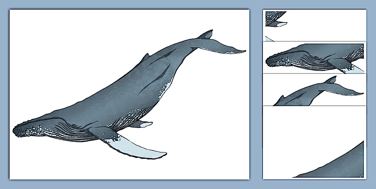 Large Humpback Whale Cut-Out - Twinkl Display - Twinkl