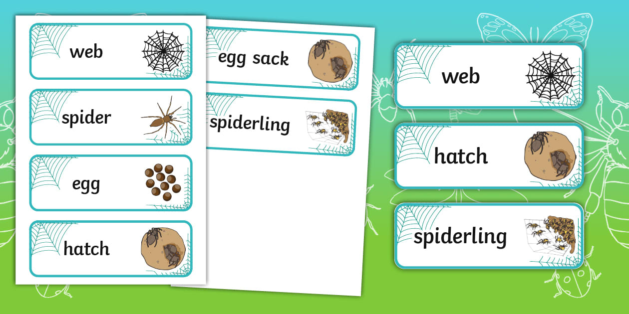 Spider Life Cycle Word Cards (teacher made) - Twinkl