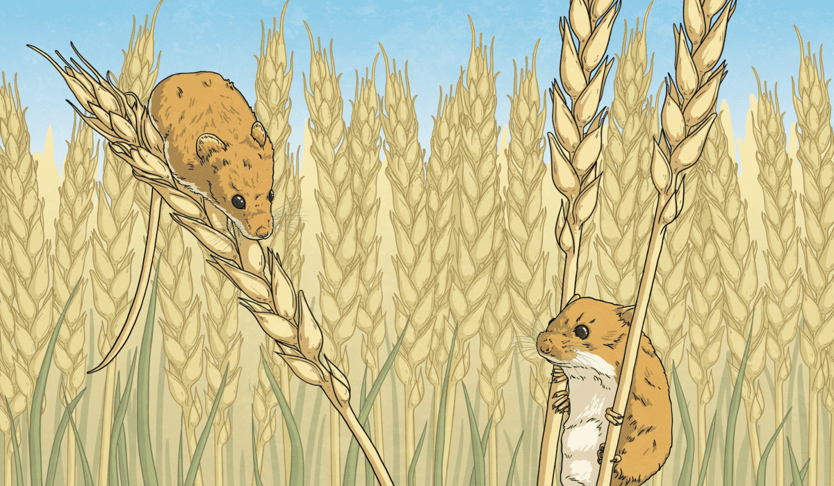 National Harvest Mouse Survey Success - Twinkl NewsRoom
