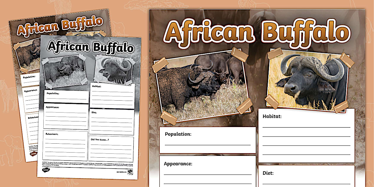 African Buffalo Facts File Template (teacher made) - Twinkl