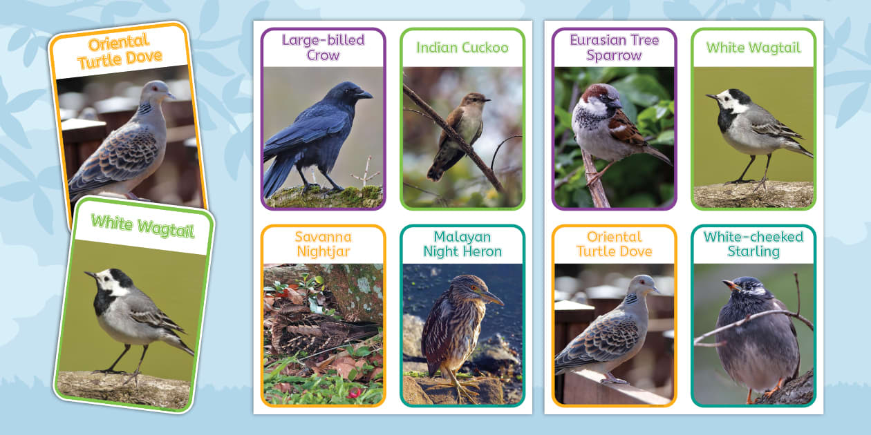 Birds of Asia Flashcards - Twink Flashcards