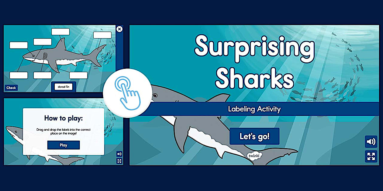 Label the Parts of a Shark Interactive Activity | Twinkl USA