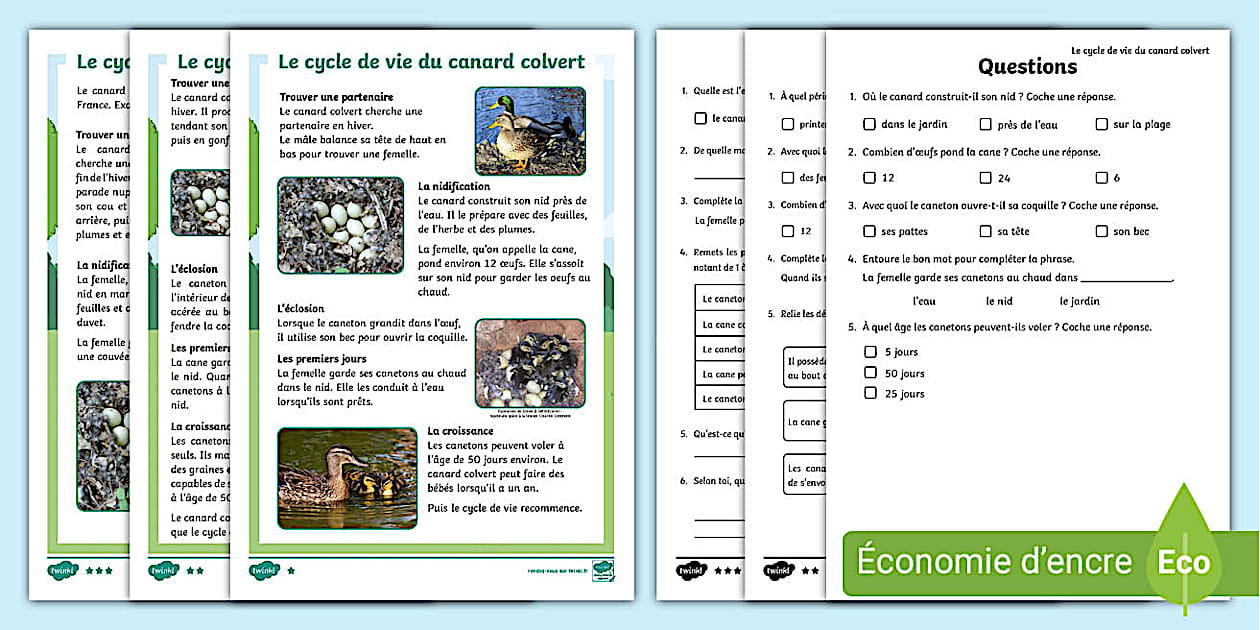 Compréhension écrite différenciée sur le canard colvert