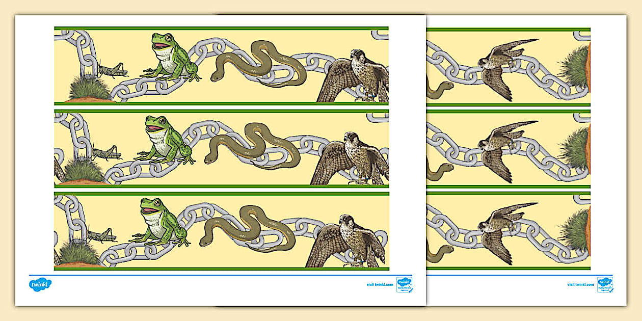 Food Chain Display Border (Teacher-Made) - Twinkl