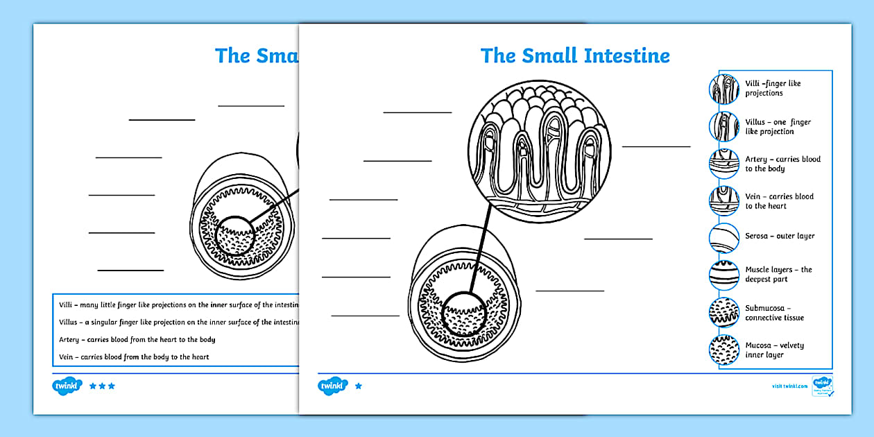 Small Intestine Diagram Labelling Worksheet - Twinkl