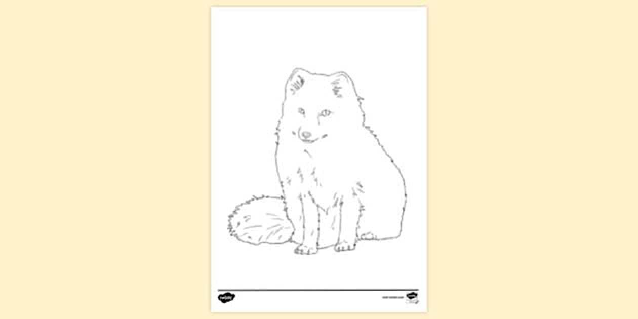 Arctic Fox Colouring Sheet | Colouring Sheets (teacher made)