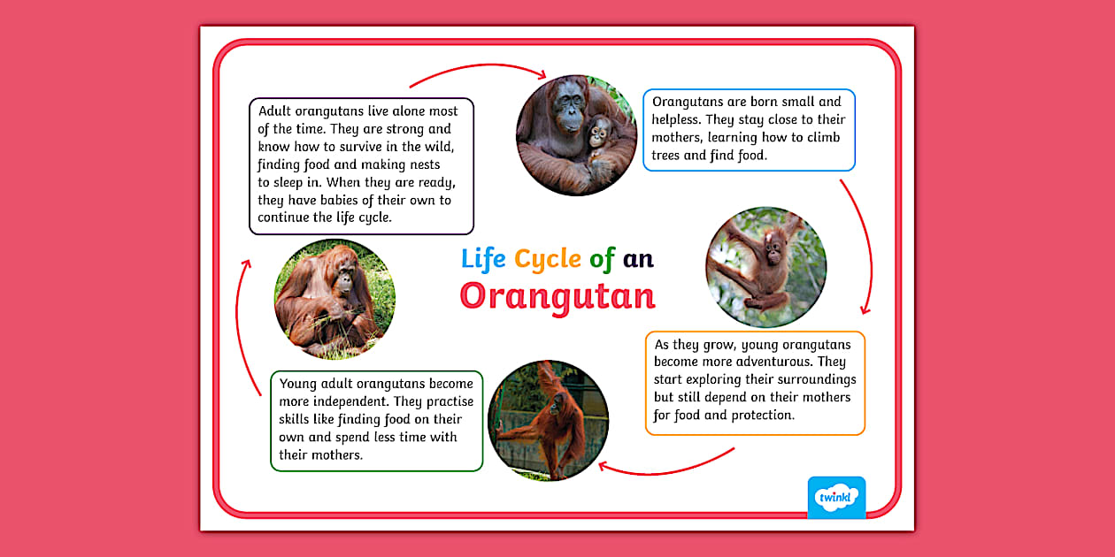 Life Cycle of an Orangutan Display Poster (teacher made)