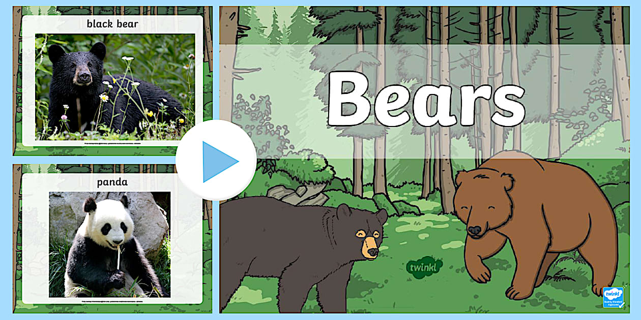 Bear Photos PowerPoint (teacher made) - Twinkl