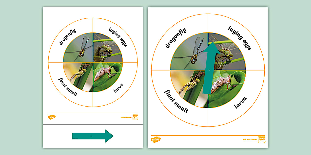 Dragonfly Life Stages Spinner (Teacher-Made) - Twinkl