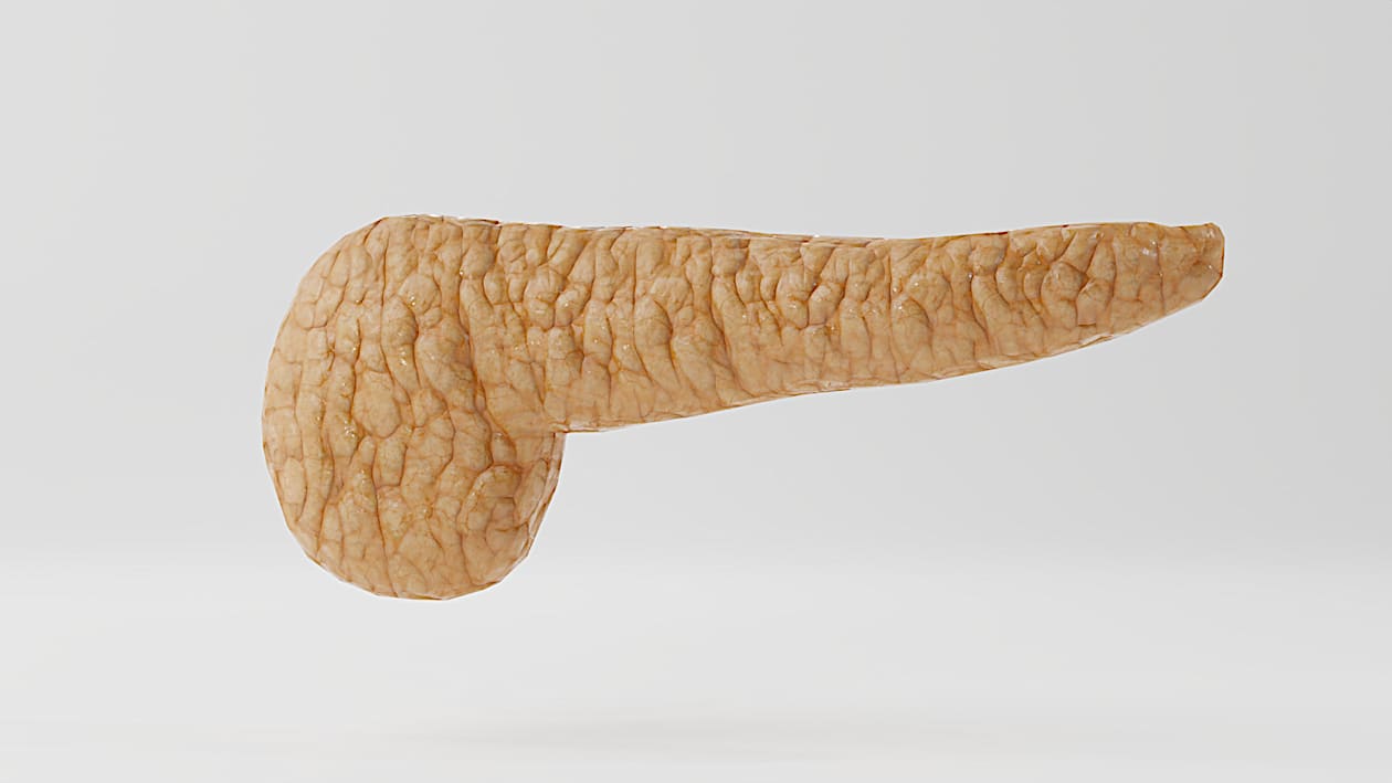 3D Model: Human Body - Human Pancreas (Teacher-Made)