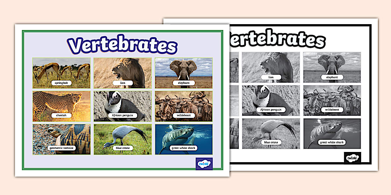 Vertebrates Photo Display Poster - Twinkl