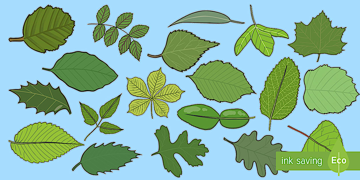 👉 A4 Green Leaves Cut-Outs (teacher made) - Twinkl