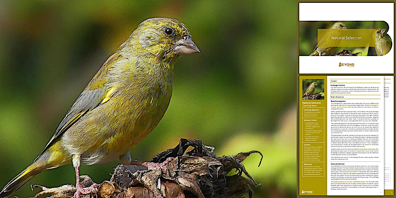 Natural Selection Lesson Pack | KS3 Biology | Beyond Science