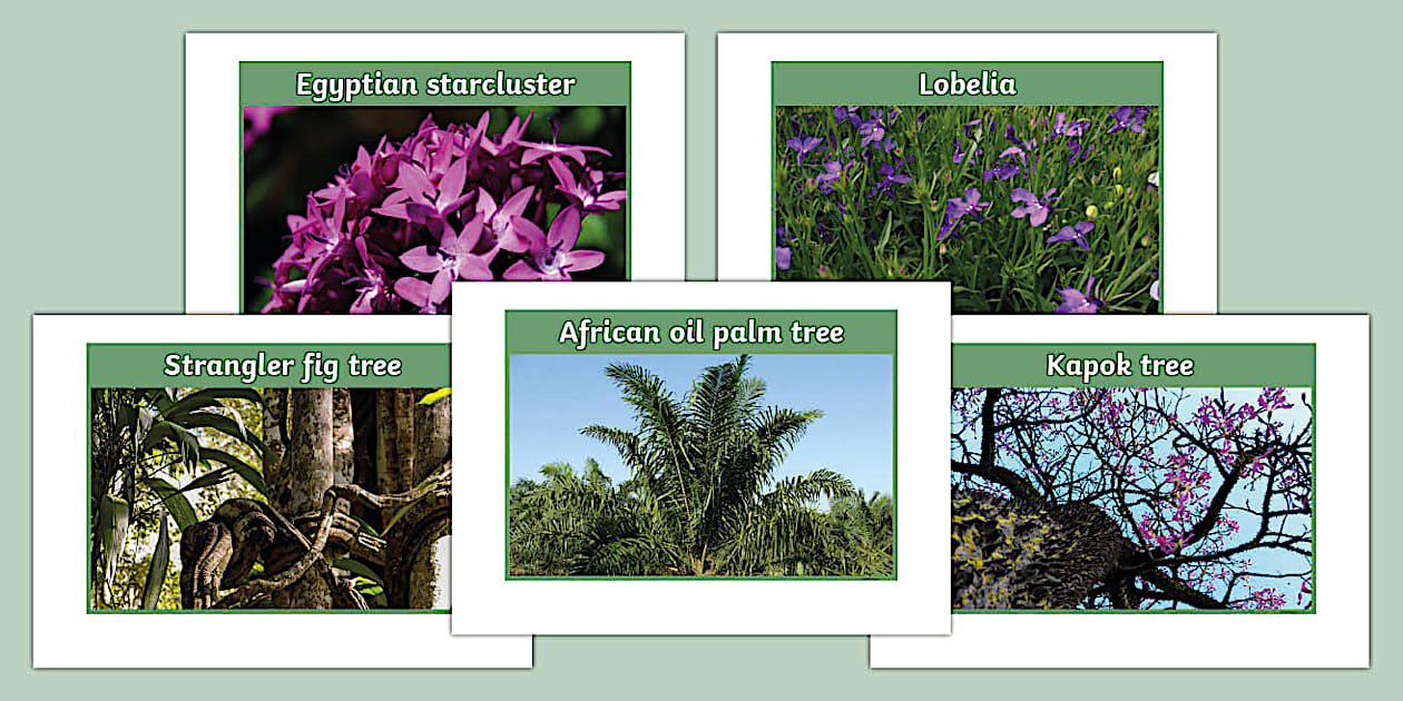 Congo Rainforest Plants Photo Pack (teacher made) - Twinkl