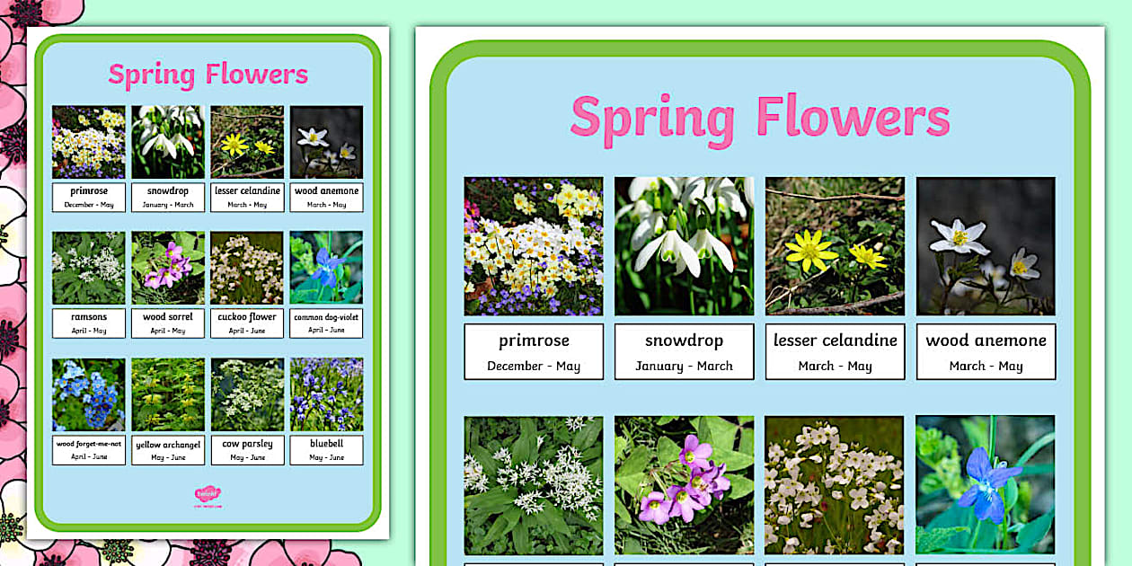 Spring Flowers Display Poster - Primary Resources - Twinkl