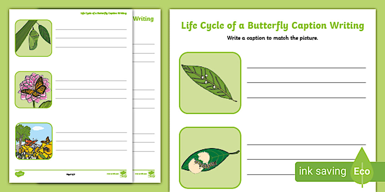 Life Cycle of a Butterfly Caption Writing Activity - Twinkl