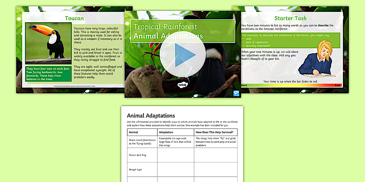 Animals That Live in the Rainforest PowerPoint Pack - Twinkl