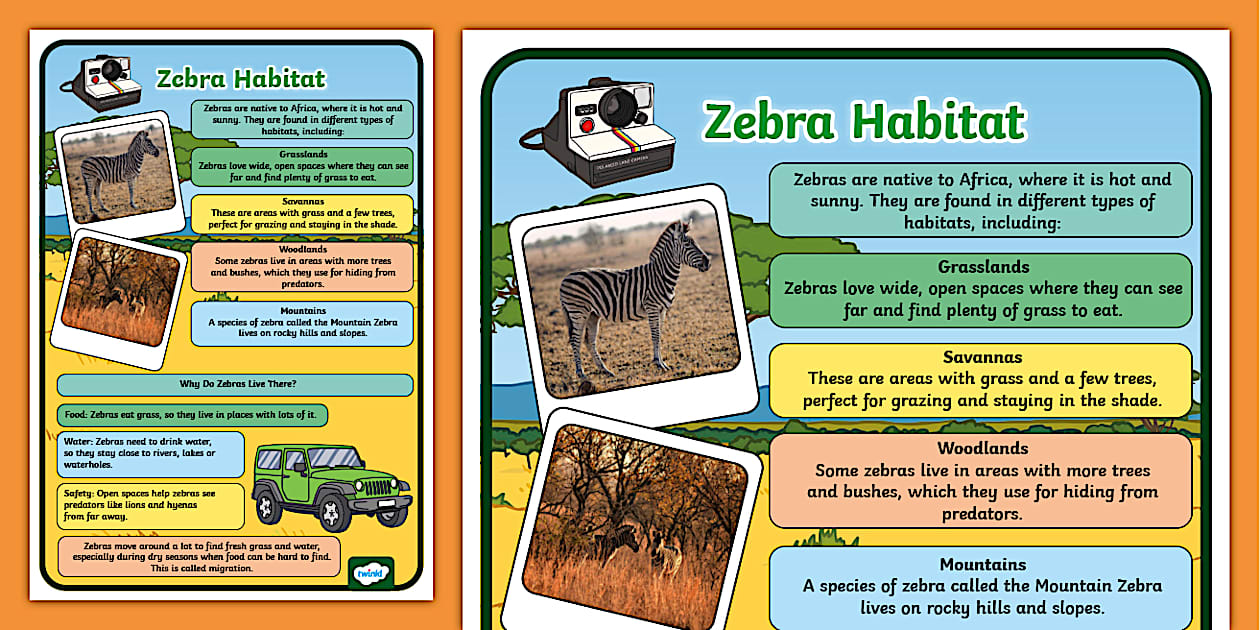 Zebra Habitat Display Poster (teacher made) - Twinkl