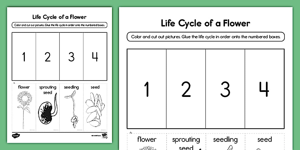 Prekindergarten Life Cycle of a Flower Cut and Paste Worksheet