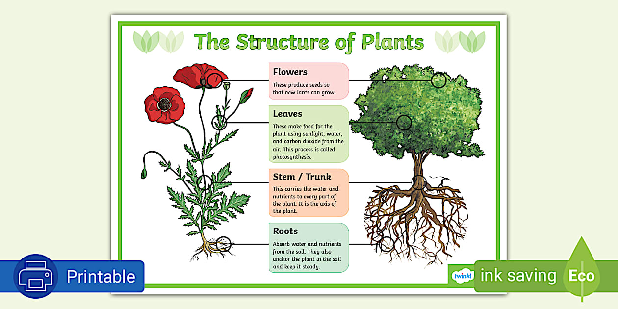 The Structure of Plants - Poster