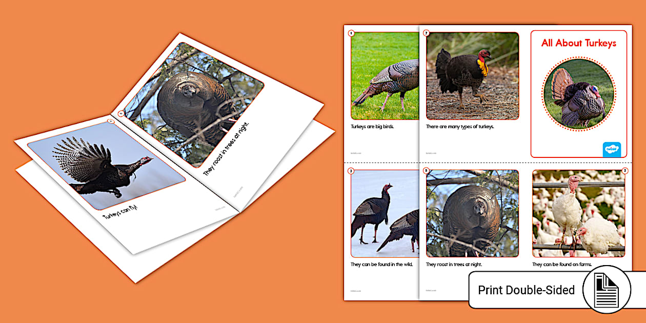 All About Turkeys Emergent Reader (teacher made) - Twinkl
