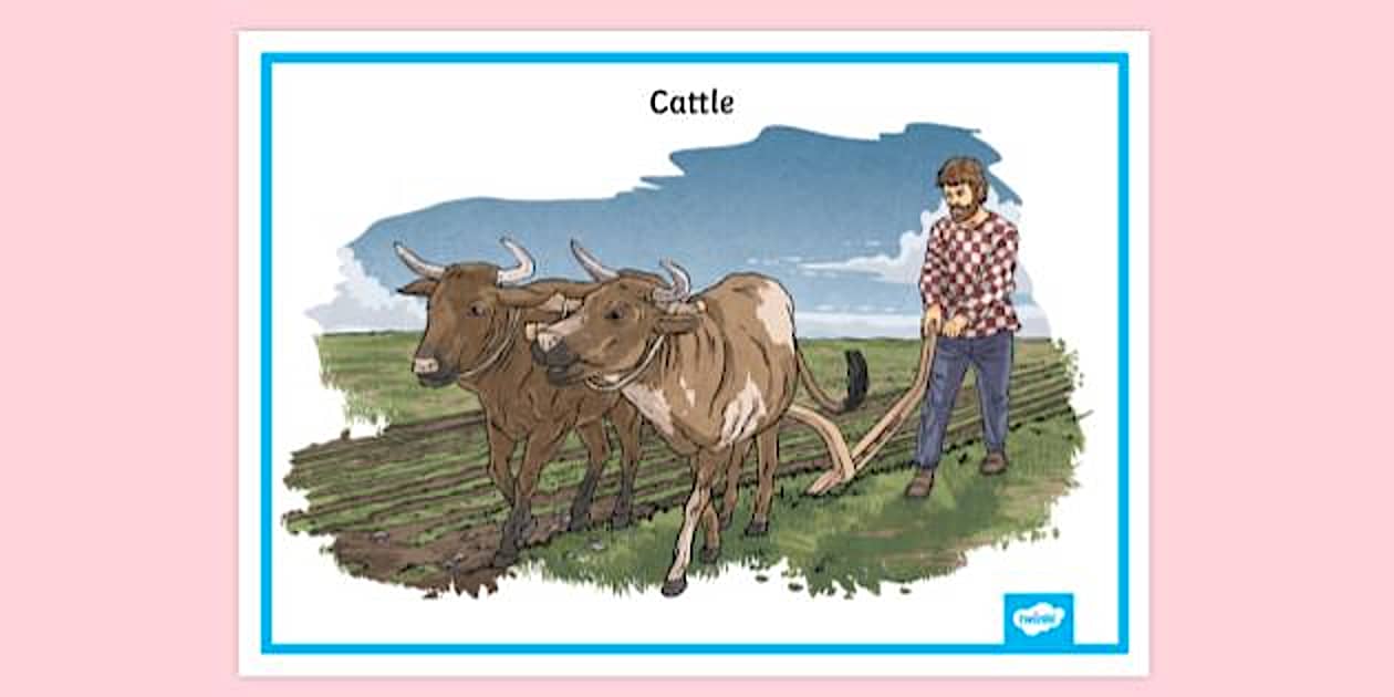 Cattle Poster | Display Materials | Primary Resources