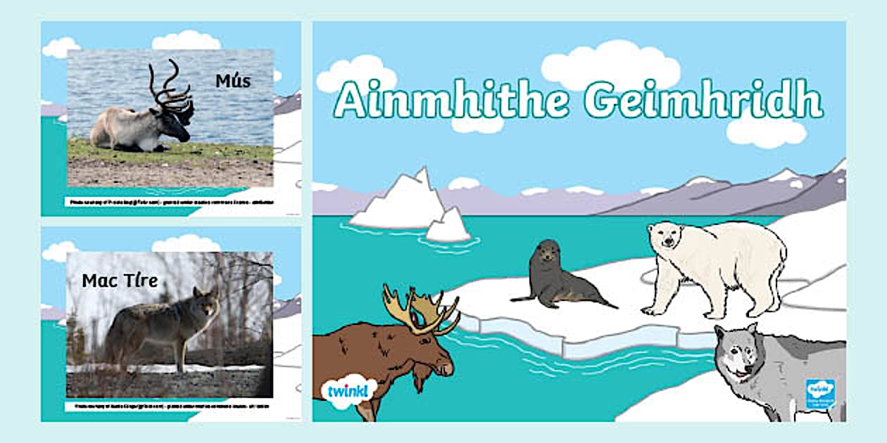 Winter Animals Photo Display PowerPoint Gaeilge - Twinkl