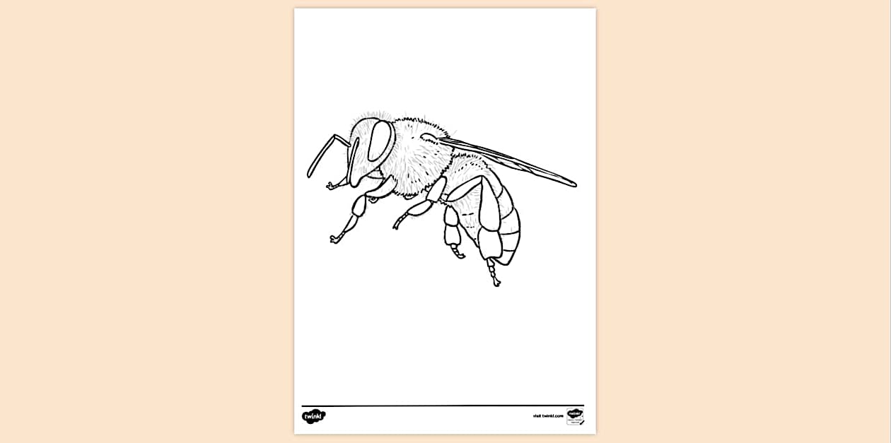 Honey Bee Colouring Sheet | Colouring Sheets (teacher made)
