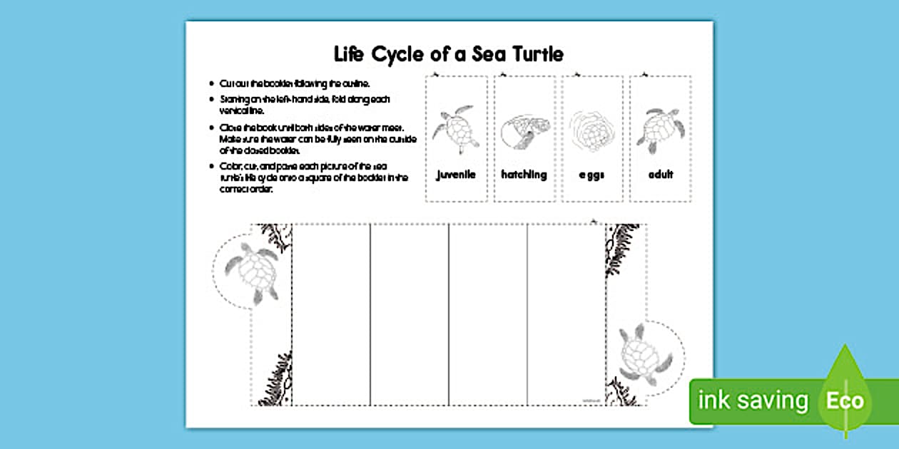 Sea Turtle Life Cycle Booklet | Life Sciences | Twinkl USA