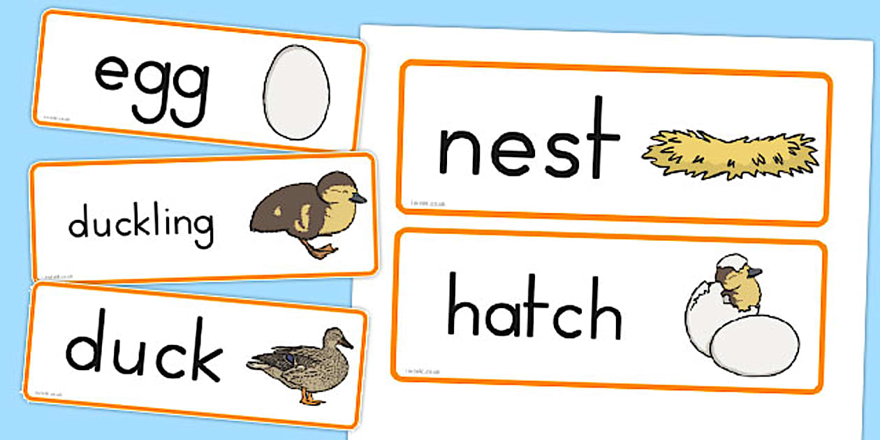 Duck Life Cycle Word Cards - Twinkl