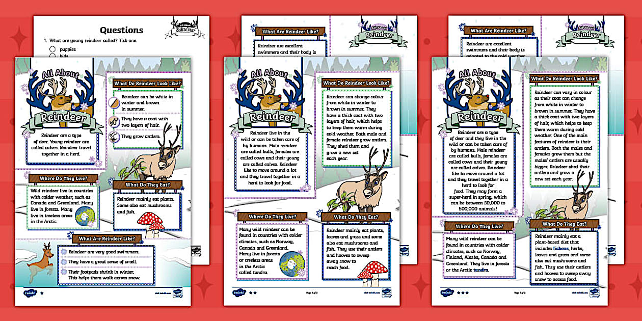 KS1 All About Reindeer Differentiated Reading Comprehension