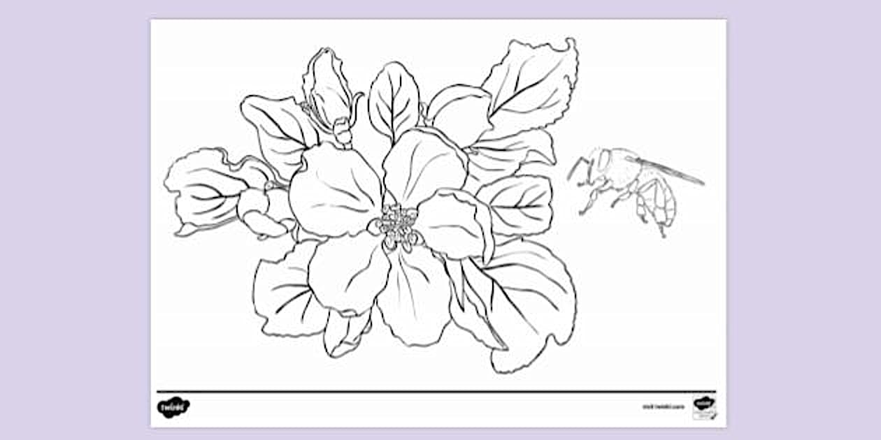 Honey Bee and Apple Blossom - Colouring Sheet - Twinkl