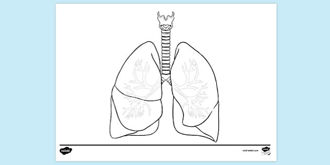 Lungs Colouring | Colouring Sheets (teacher made) - Twinkl